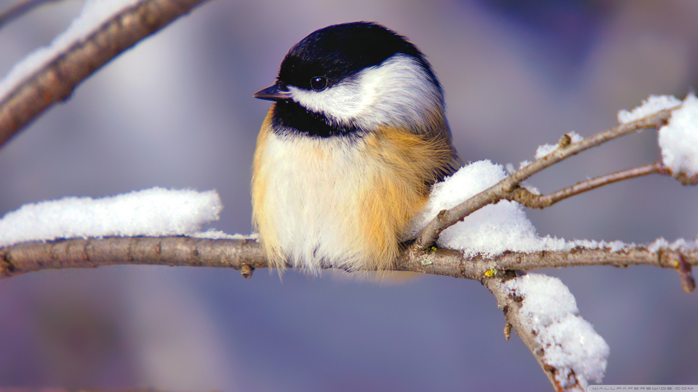 Bird Picture - Image Abyss
