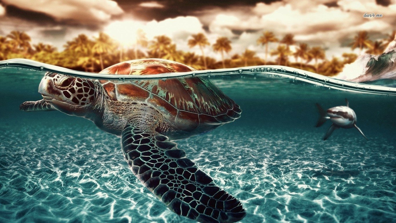 Download Animal Turtle Image