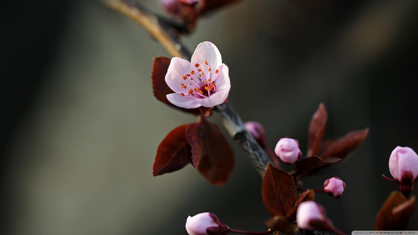 Delicate Blossom: Nature's Floral Grace Unveiled