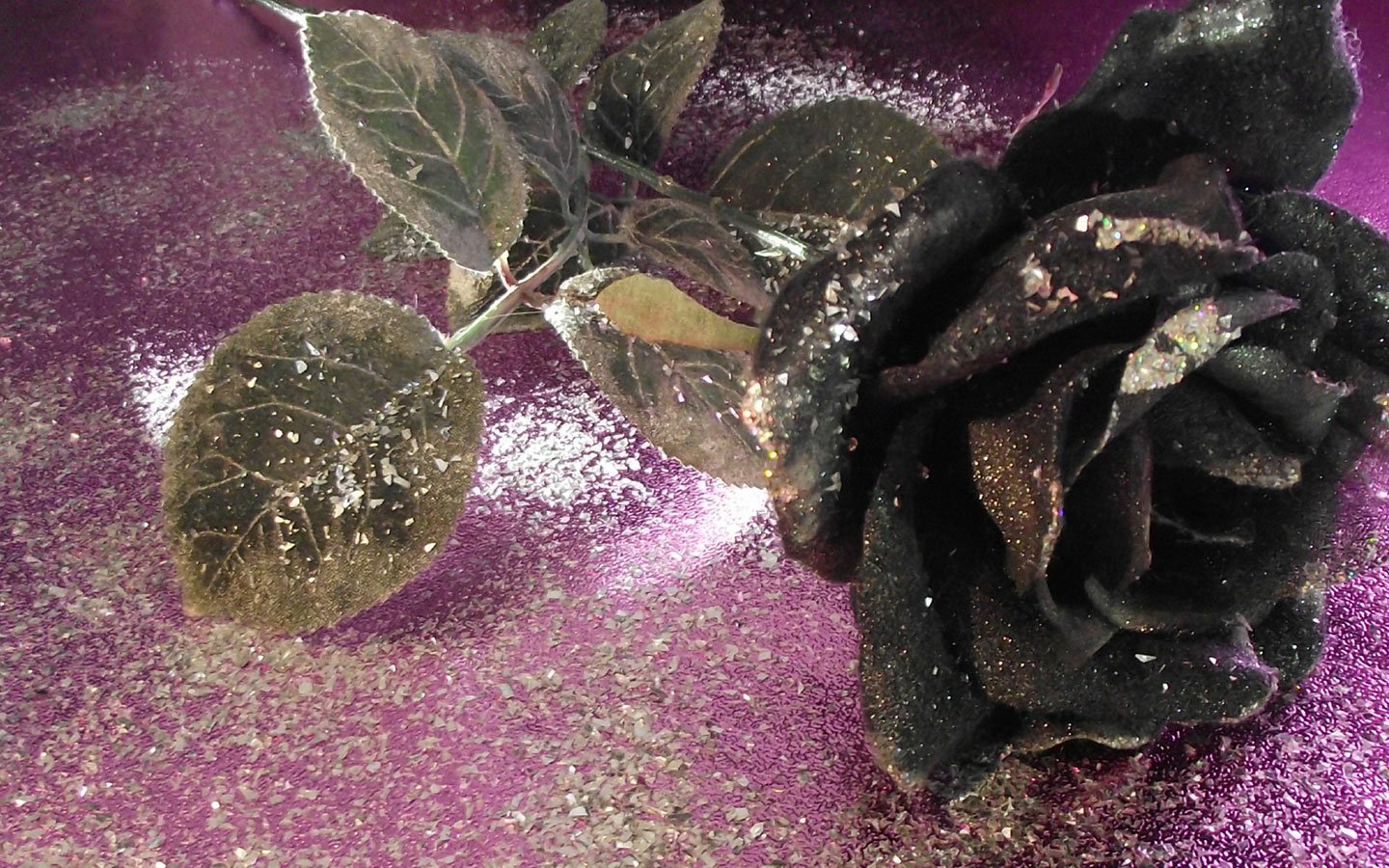 Elegant Nature: The Enchanting Black Rose