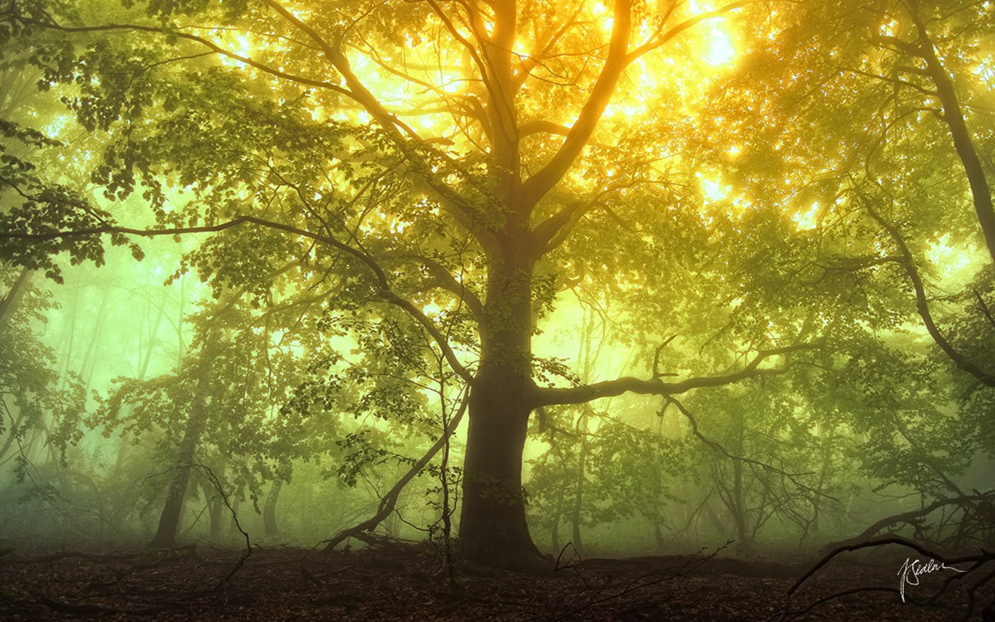 Sunlit Sentinel of the Forest