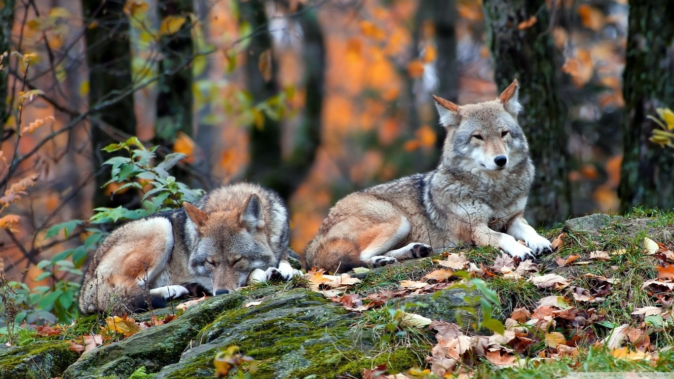 Serene Wolves in Autumn Forest