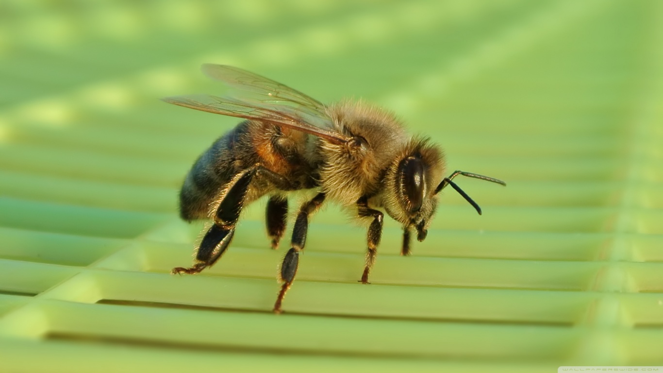 Download Animal Bee Image