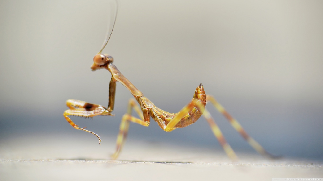 Praying Mantis Picture - Image Abyss
