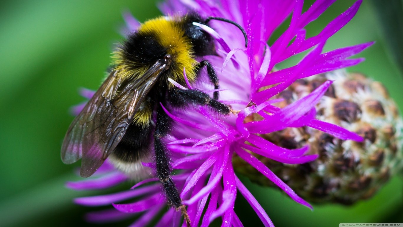 Download Animal Bee Image