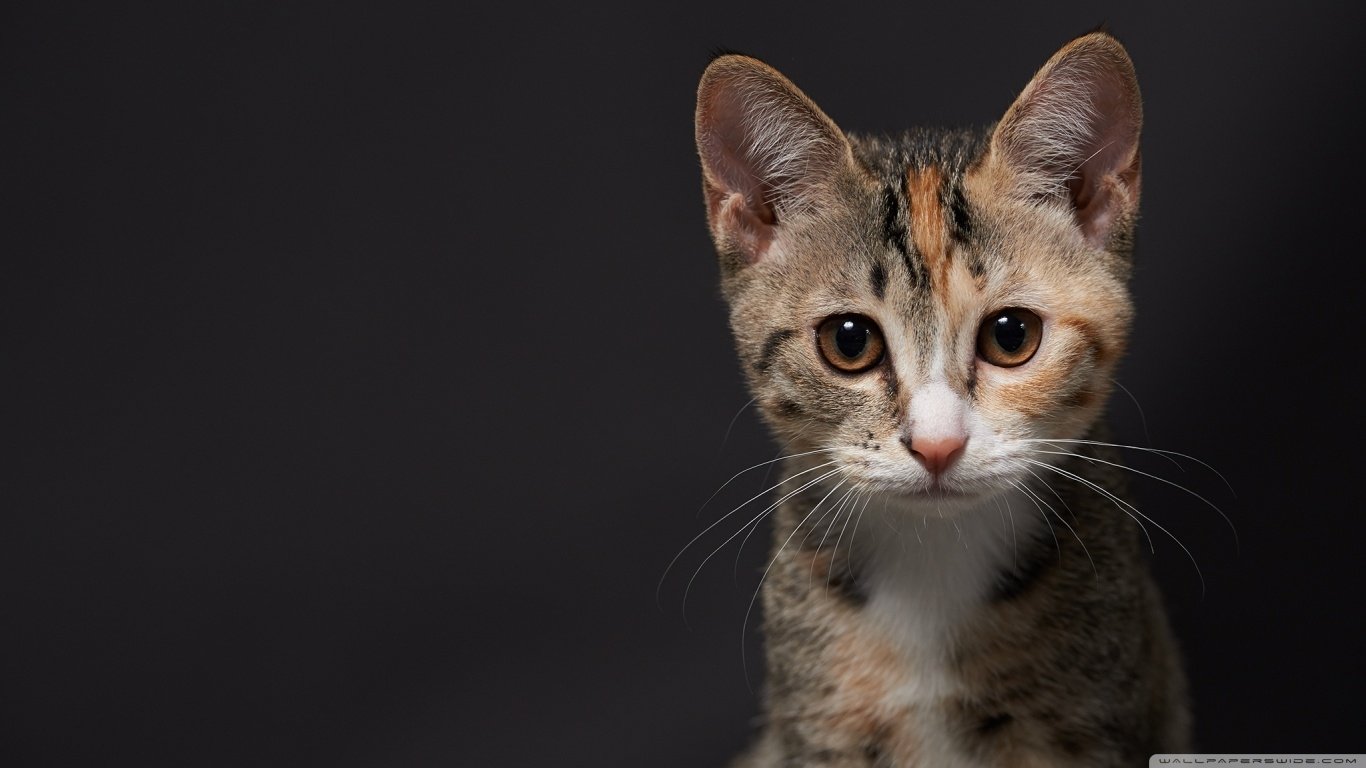 Curious Cat Spotlight: The Graceful Animal Stare
