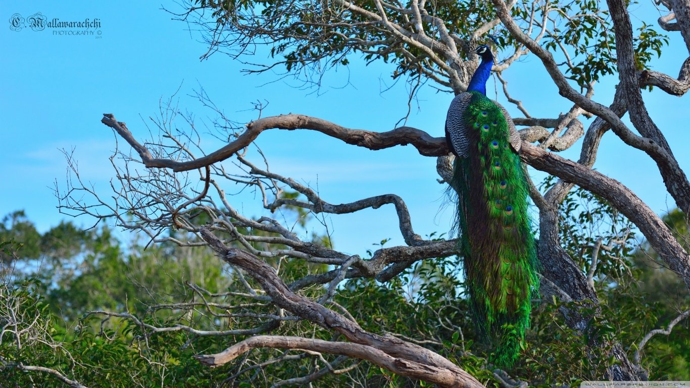 Majestic Peacock Perched: Nature’s Vibrant Feathered Wonder