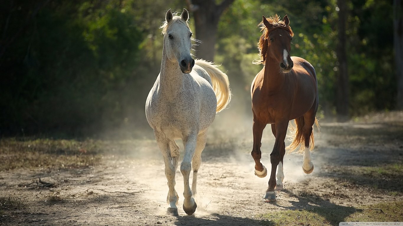 Majestic Horses in Motion