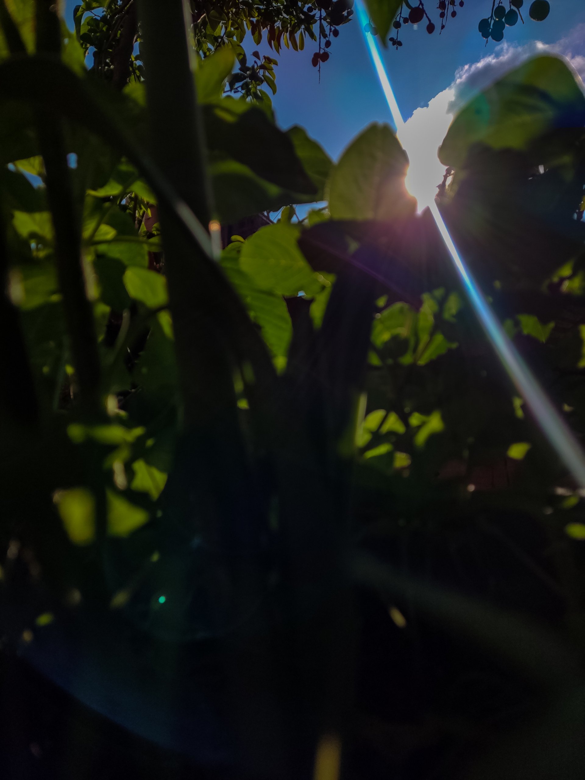 Download Summer Leaf Nature Image by Hermano