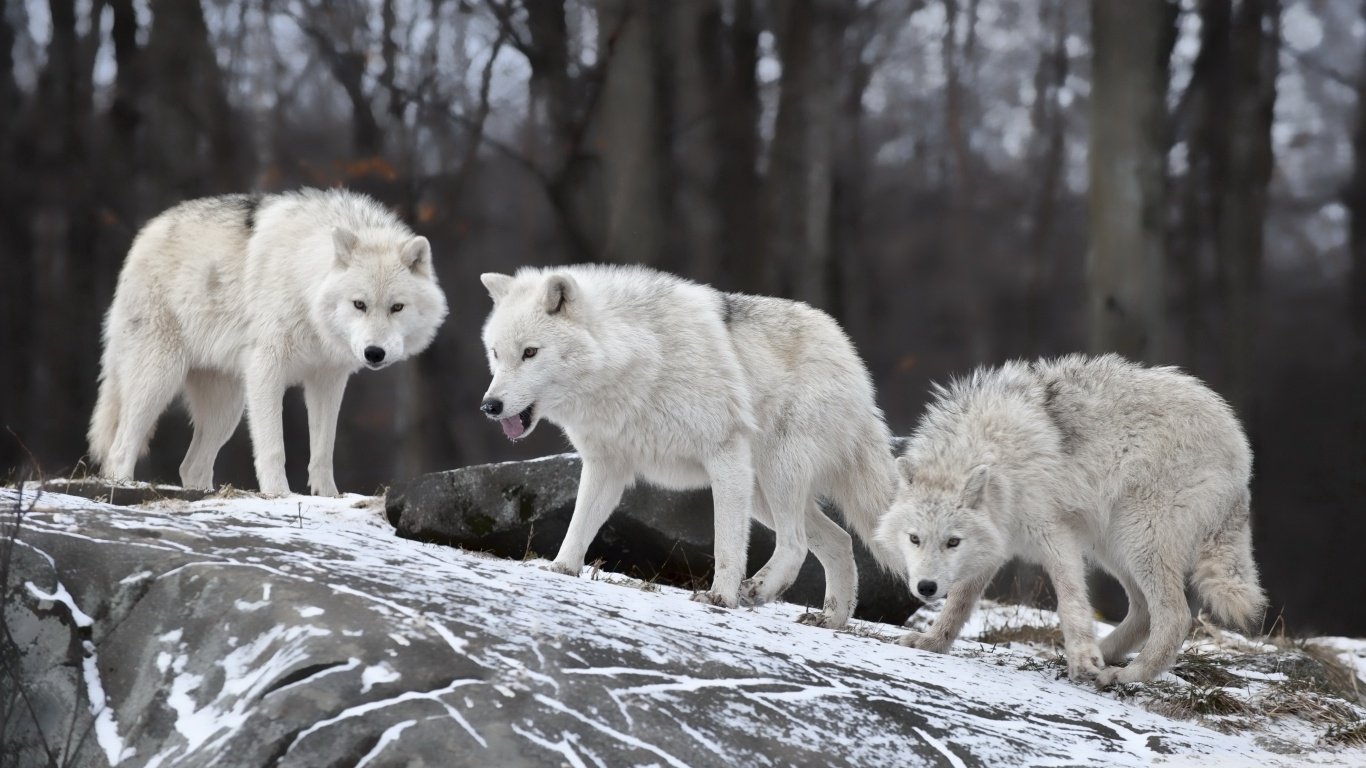 Majestic White Wolves in Their Winter Habitat