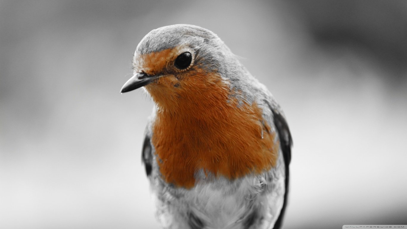 Graceful Robin: The Vibrant Bird of Nature