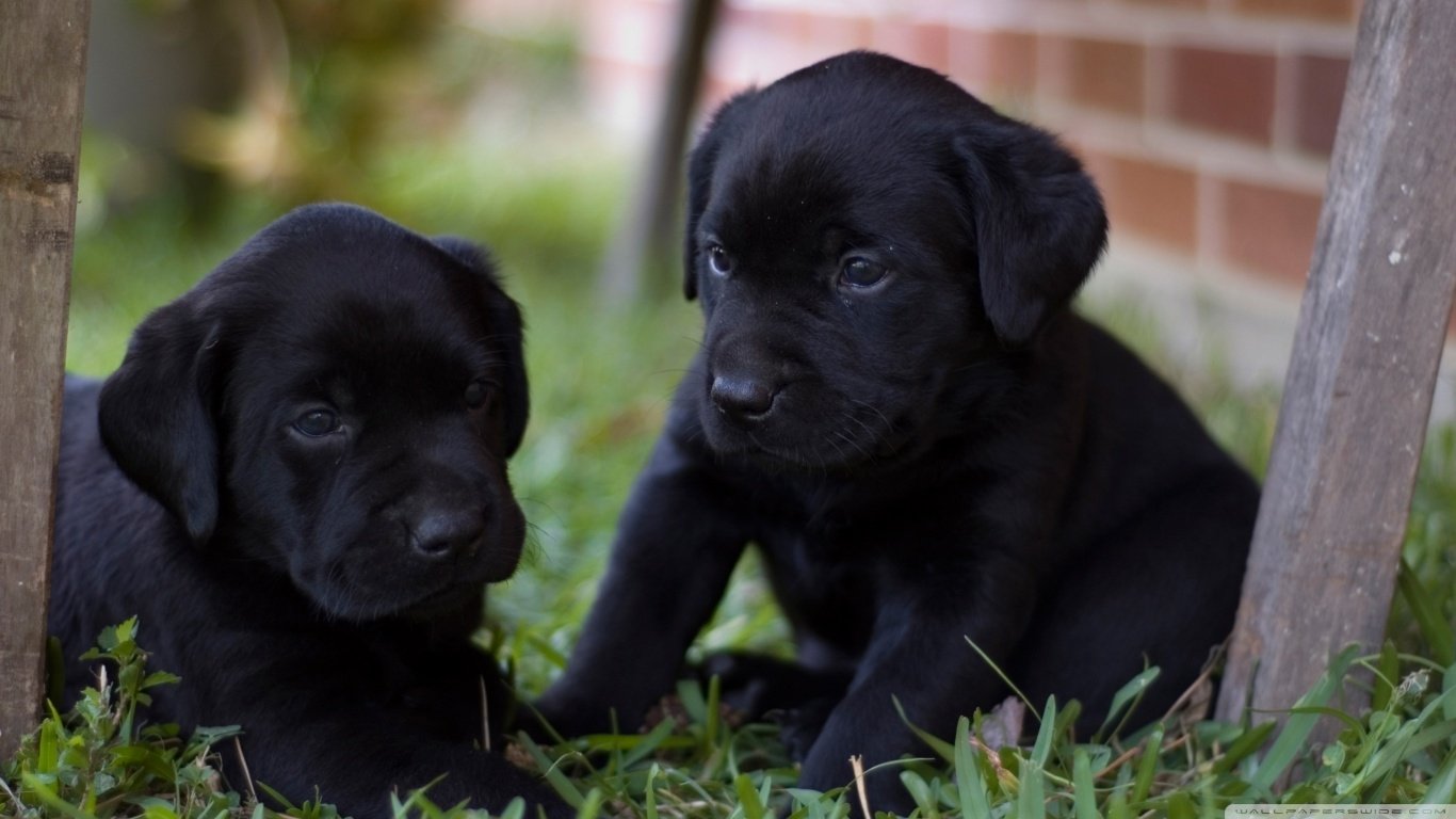Playful Labrador Retriever Puppies: Charming Black Dogs in Nature