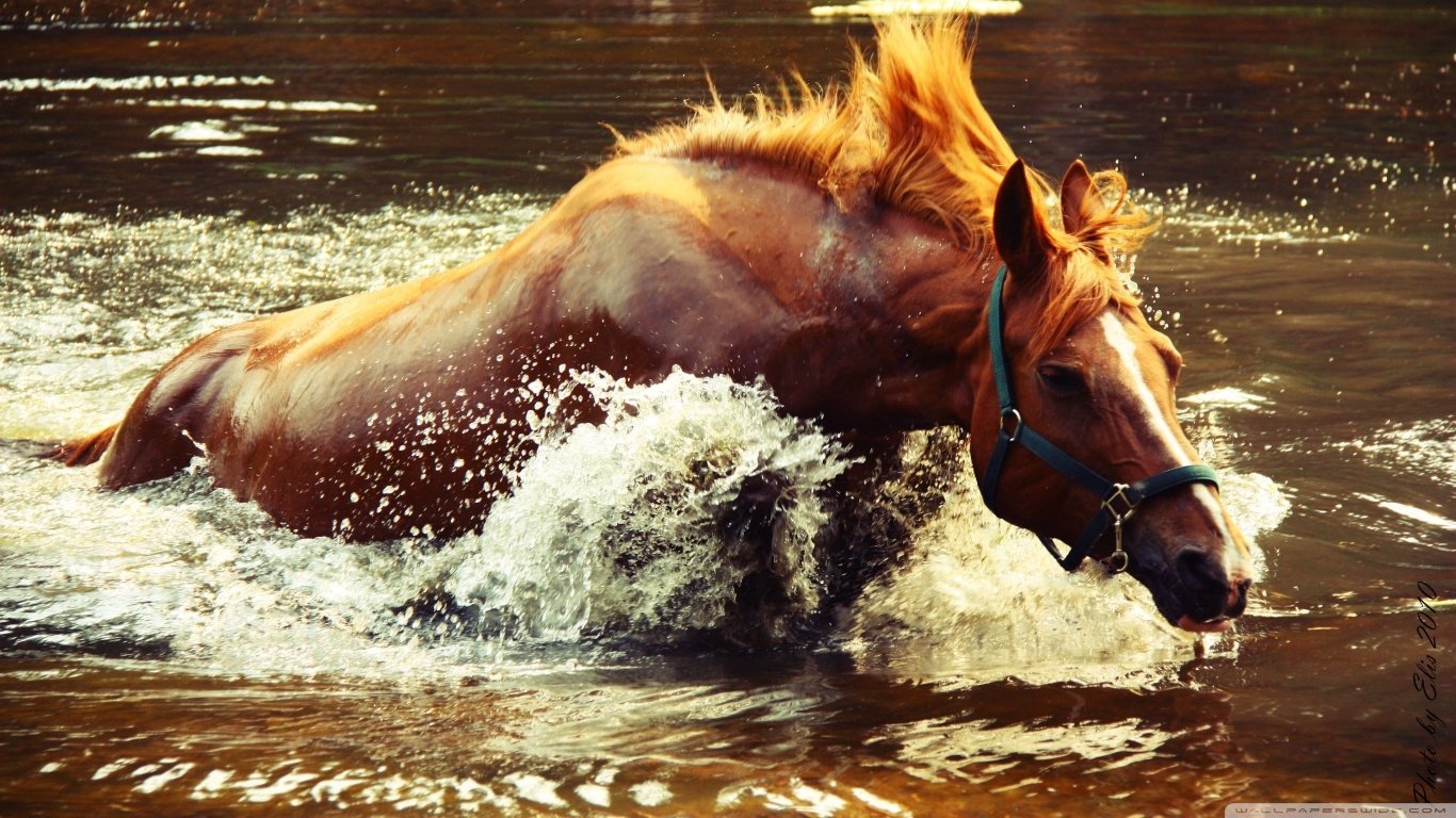 Chestnut Stallion River Splash