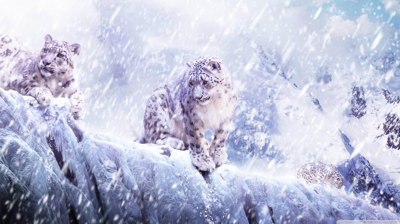 Download Winter Snow Animal Snow Leopard Image