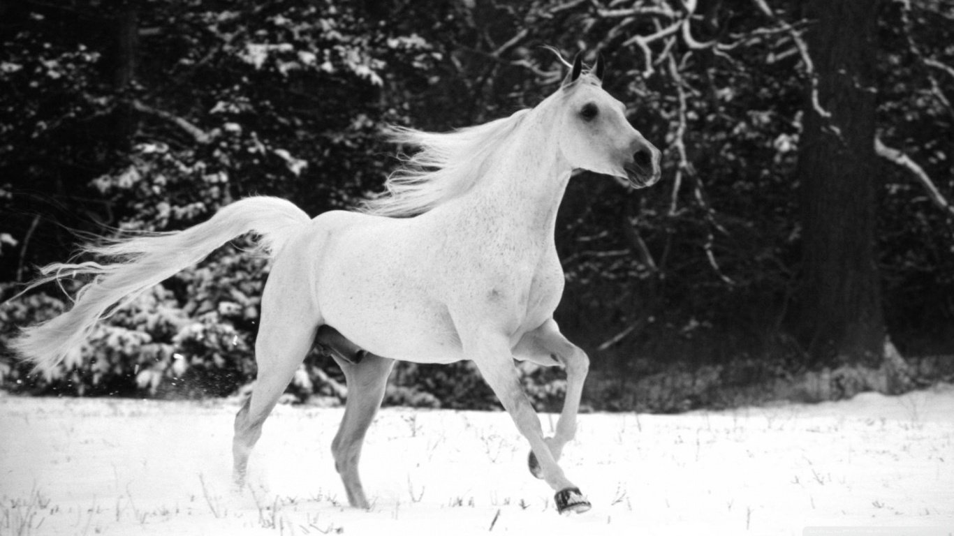 Snowbound White Steed