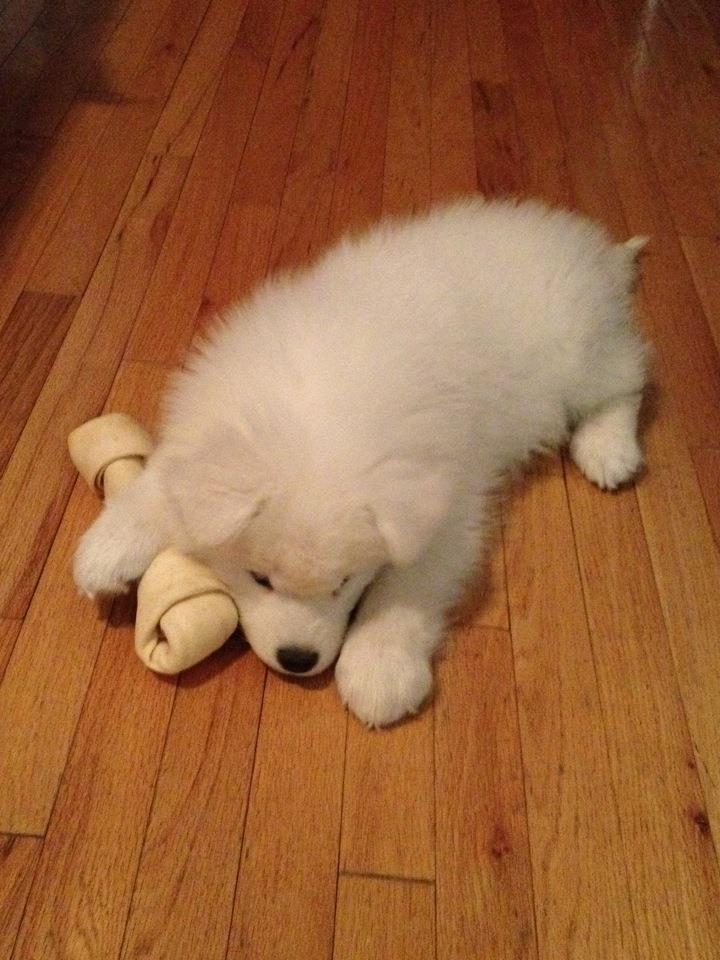 Download Animal Dog Puppy Samoyed Pet Image