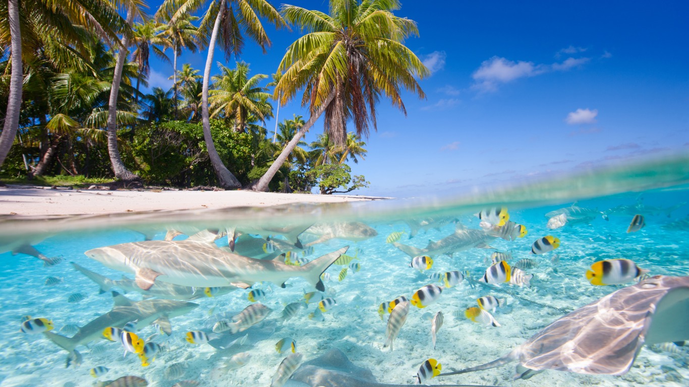Island Oasis: Vibrant Fish and Crystal Clear Ocean Bliss