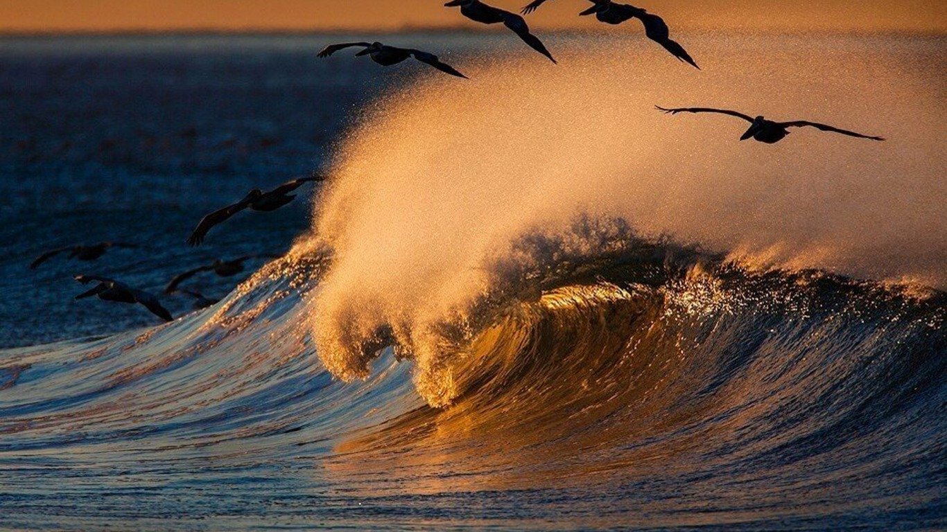 Download Bird Nature Wave Image