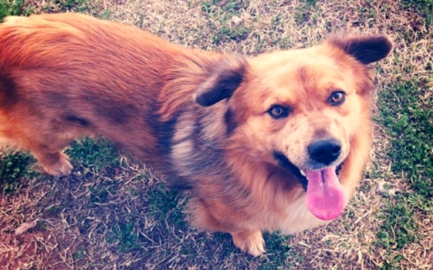 Download Animal Dog Image