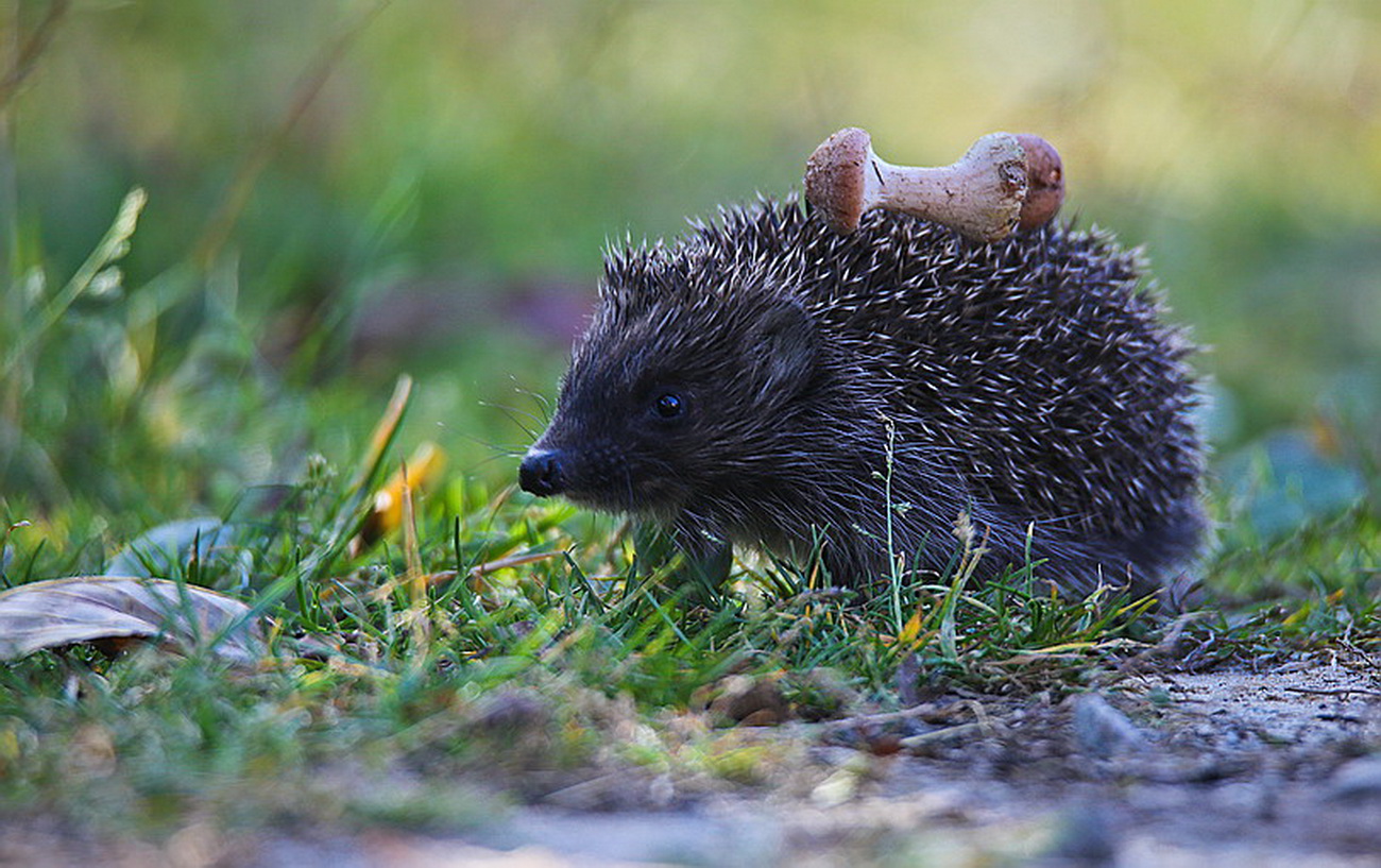 Download Animal Hedgehog Image