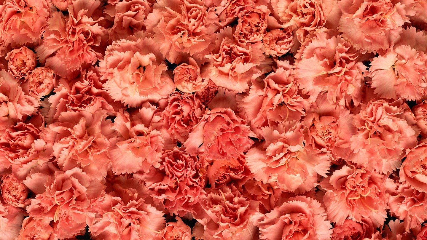 Carnation - Desktop Wallpapers, Phone Wallpaper, PFP, Gifs, and More!
