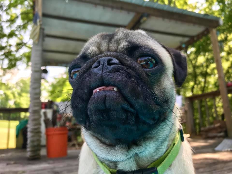 Download Pug Image by fike2903