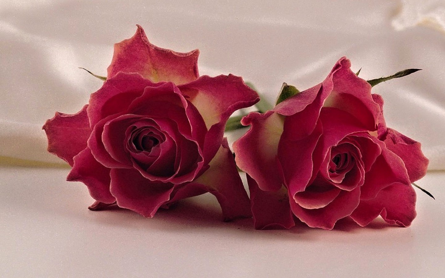 Crimson Rose: A Close-Up of Nature's Elegance