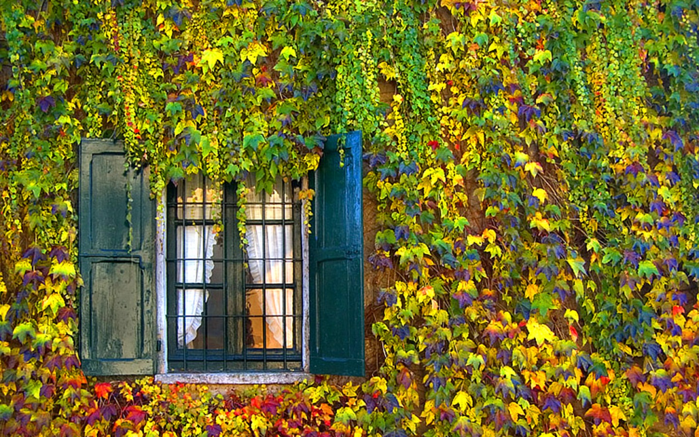 Autumn Ivy Drapes a Vintage Window Frame