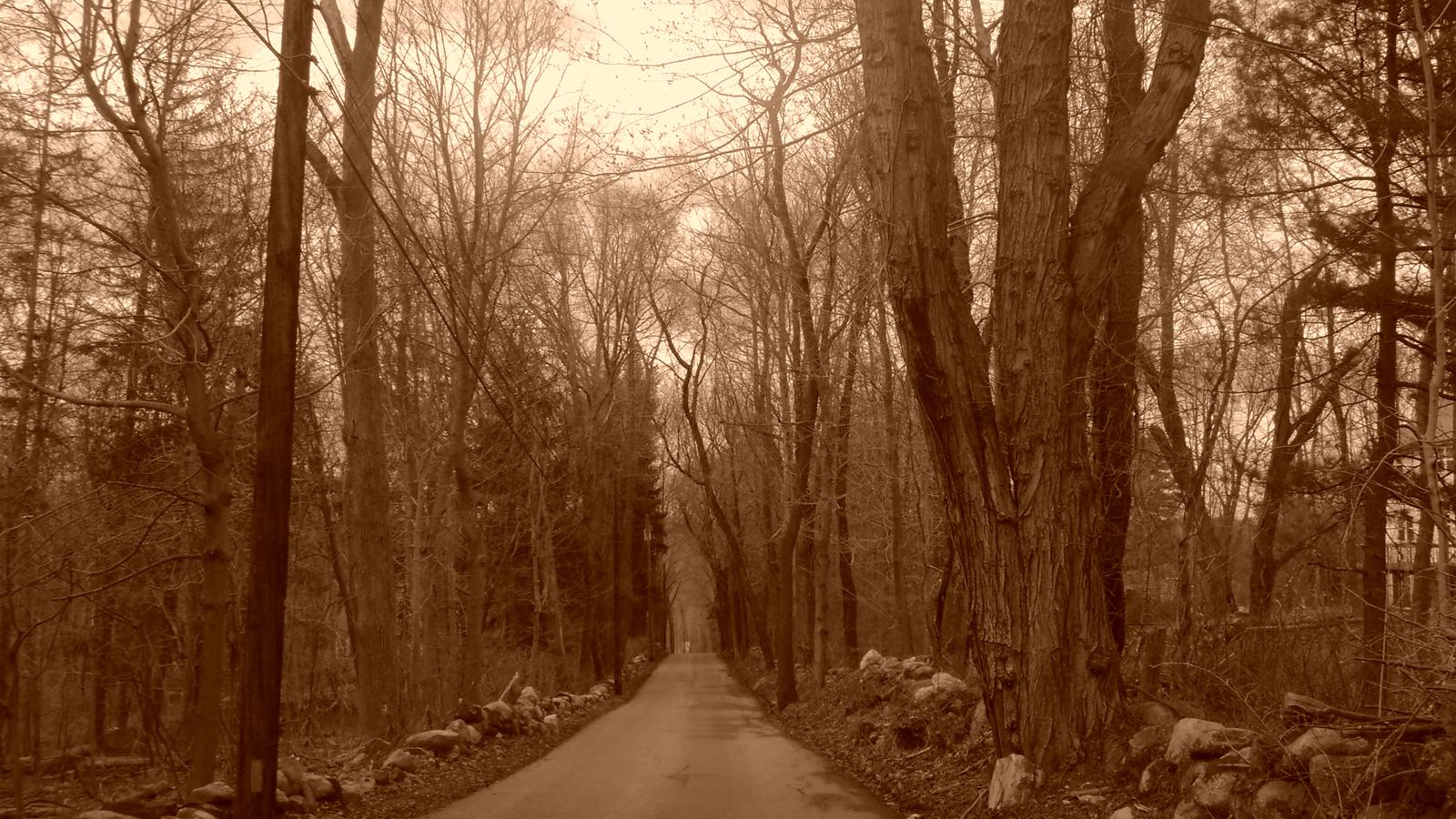 Serenity of the Forest Path