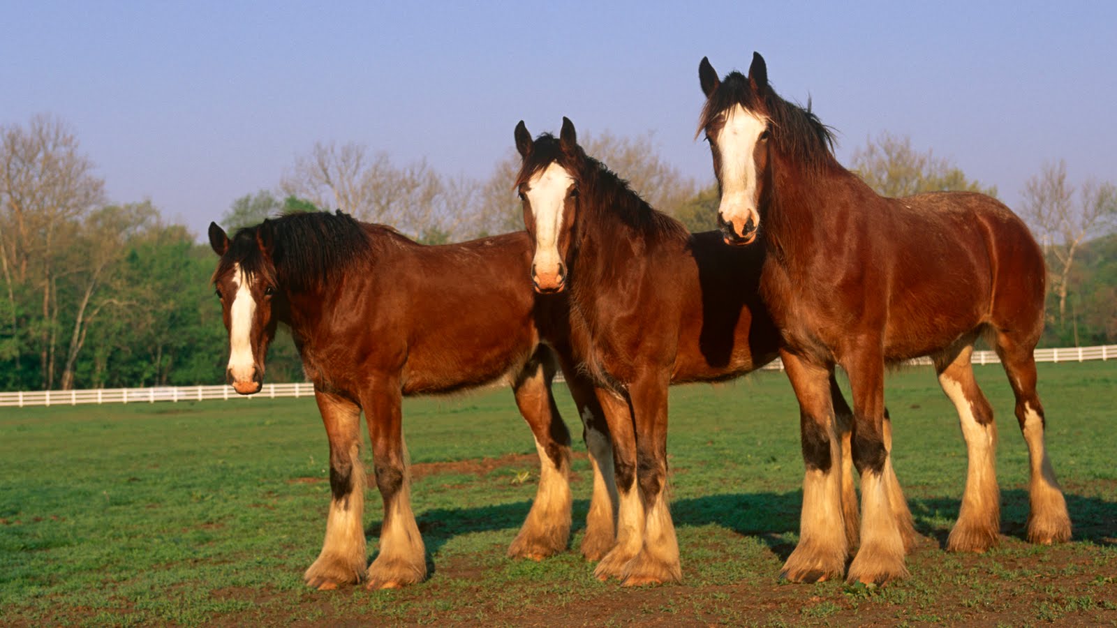 Download Animal Horse Image