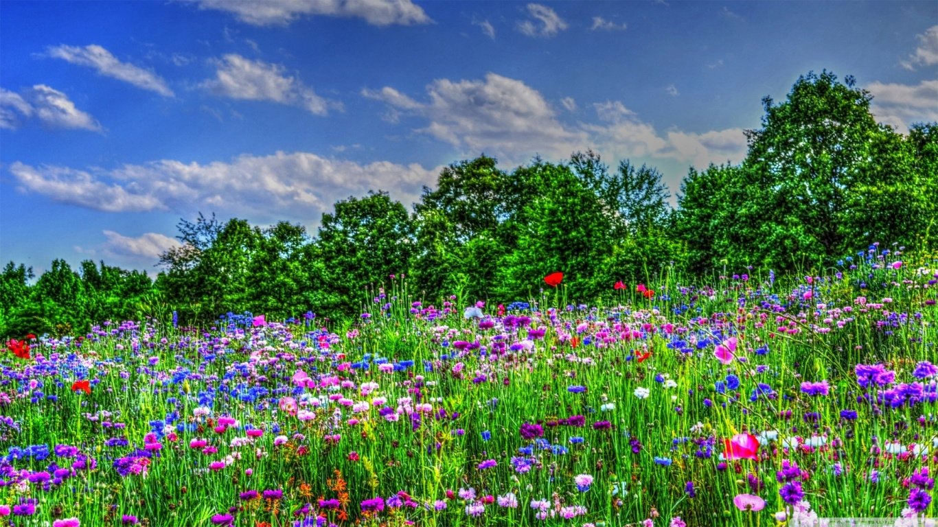 Vibrant Nature: A Colorful Field of Flowers Under a Bright Sky