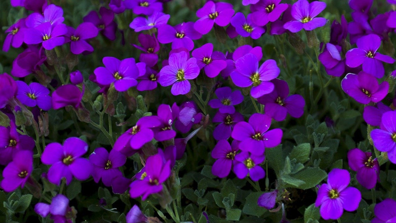 Vibrant Cosmos: A Burst of Purple Nature's Beauty