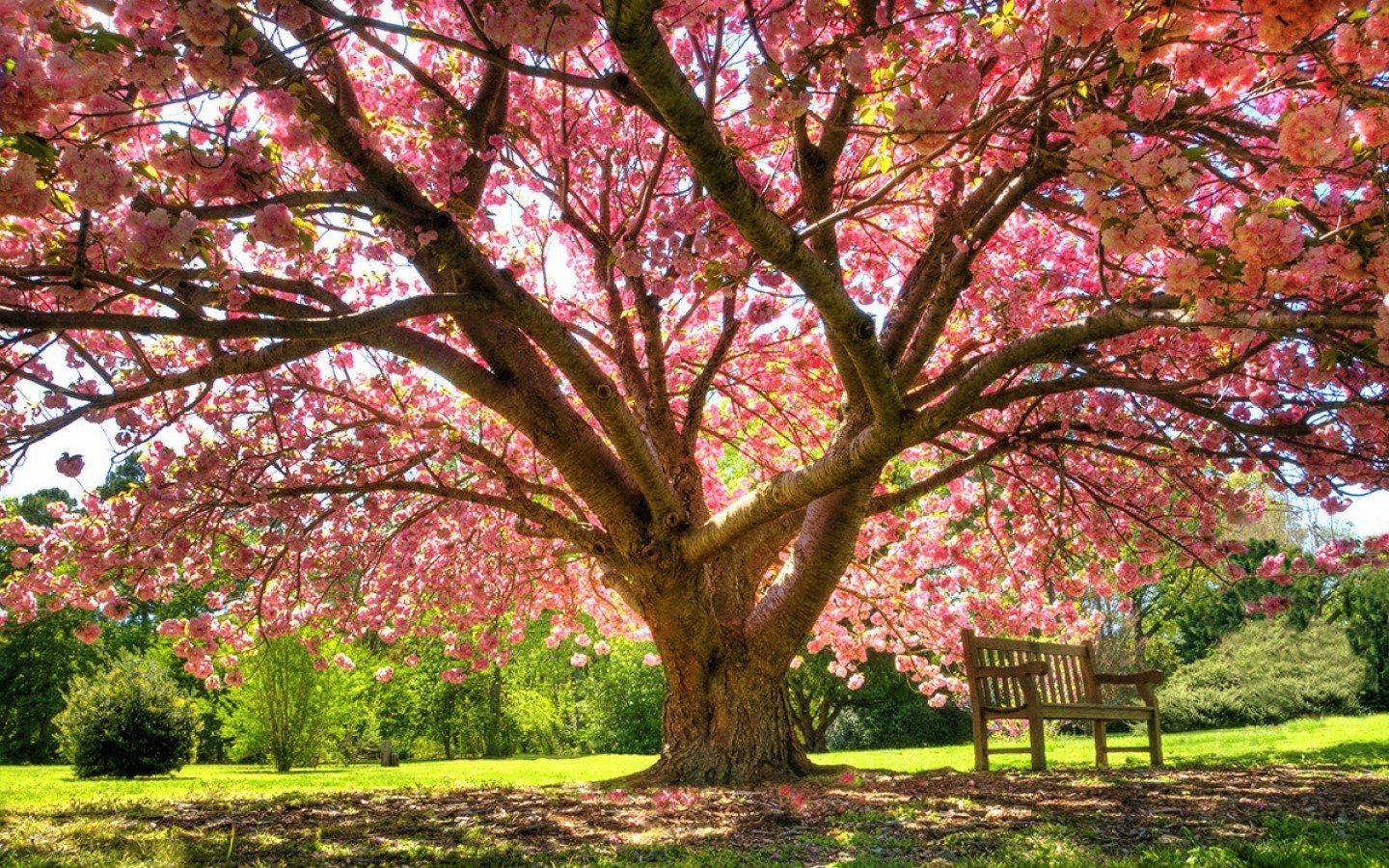 Spring Serenity: A Pink Blossom Haven in the Park