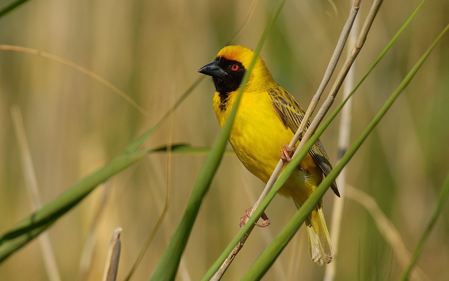 Blackbird - Desktop Wallpapers, Phone Wallpaper, PFP, Gifs, and More!