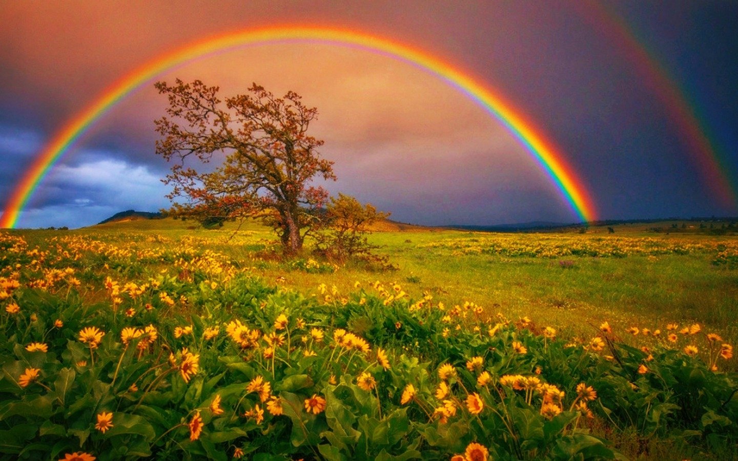 Golden Daisy Field Beneath a Rainbow Tree