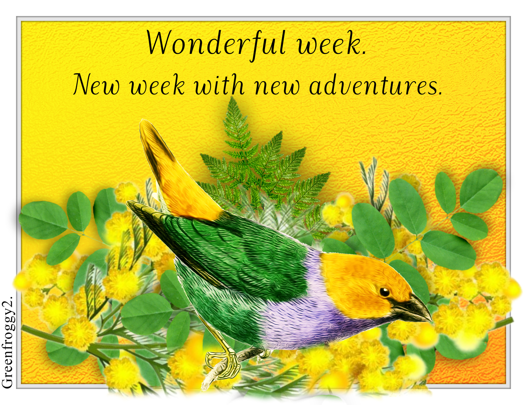 WONDERFUL WEEK by GREENFROGGY1
