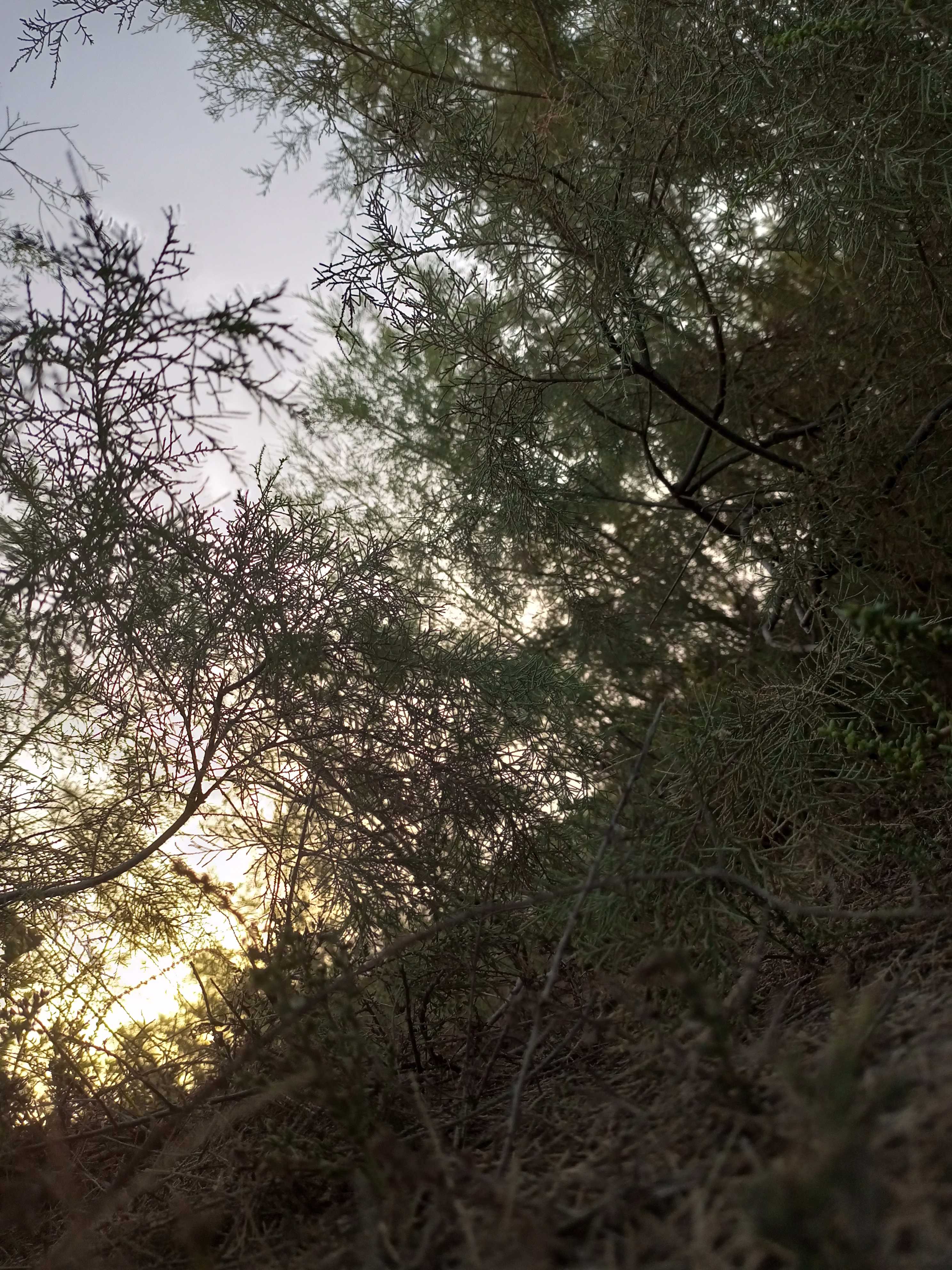 wild trees photo. by HyderAli5814