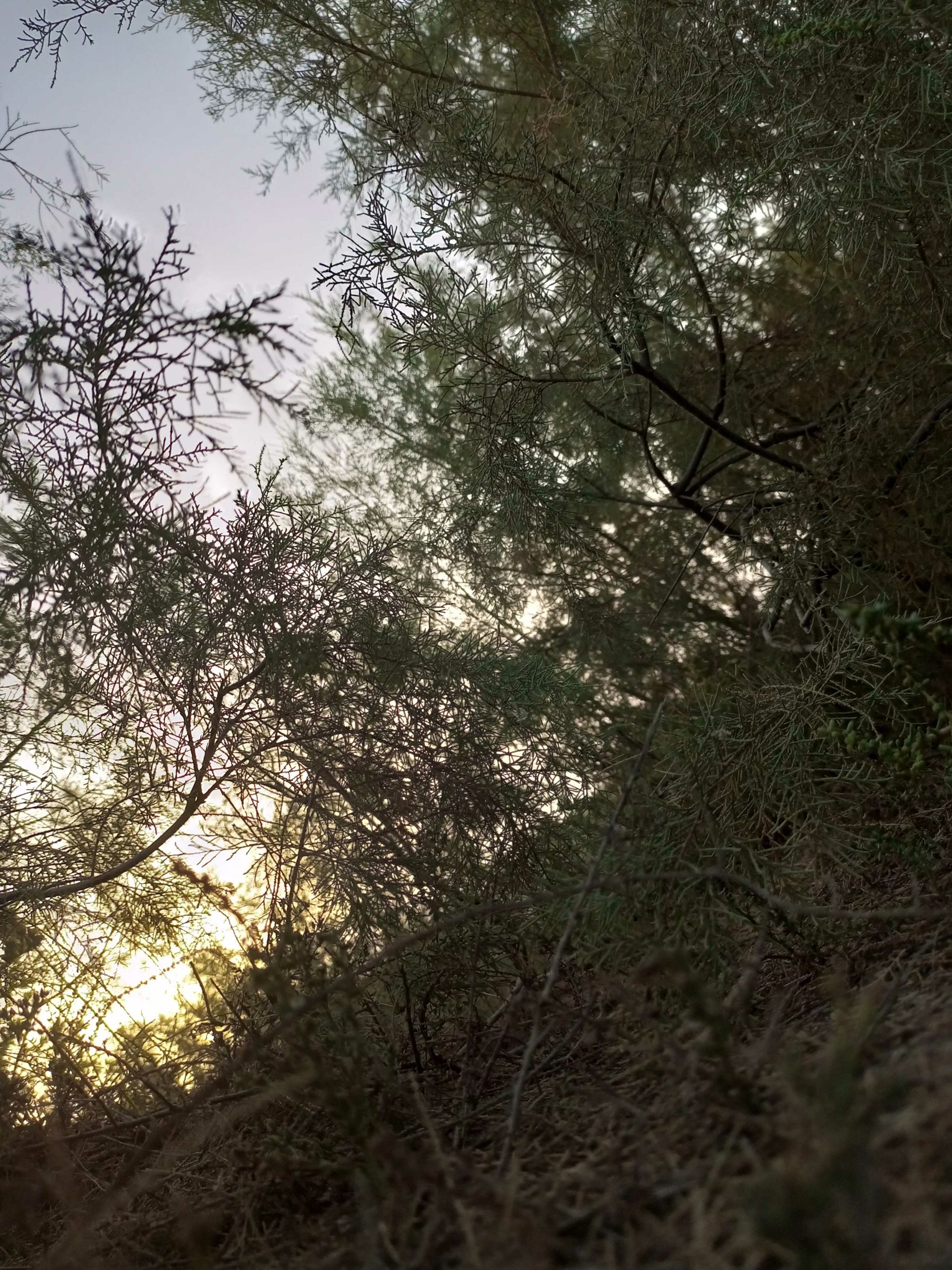 wild trees photo. by HyderAli5814