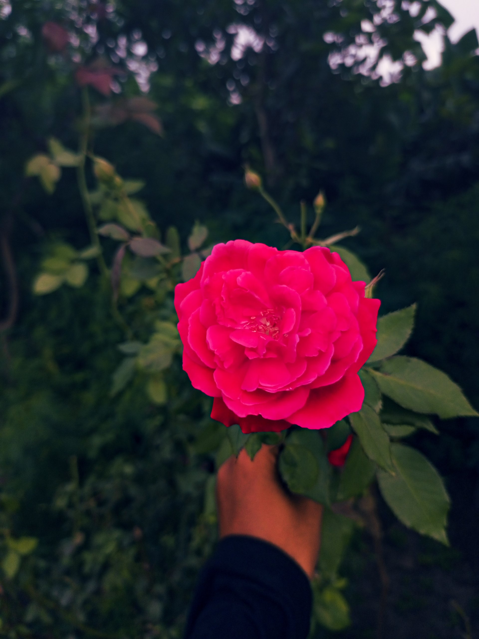 pink rose blooming by HyderAli5814