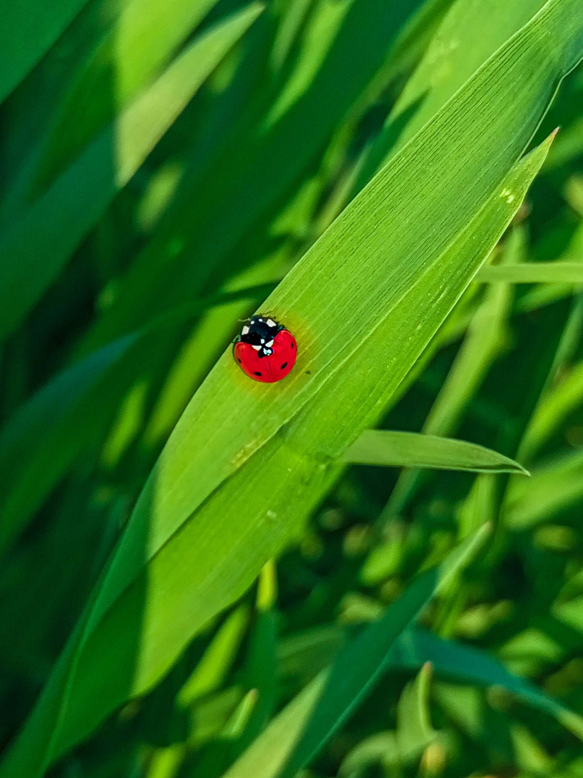 lady bug resting on leaf by HyderAli5814