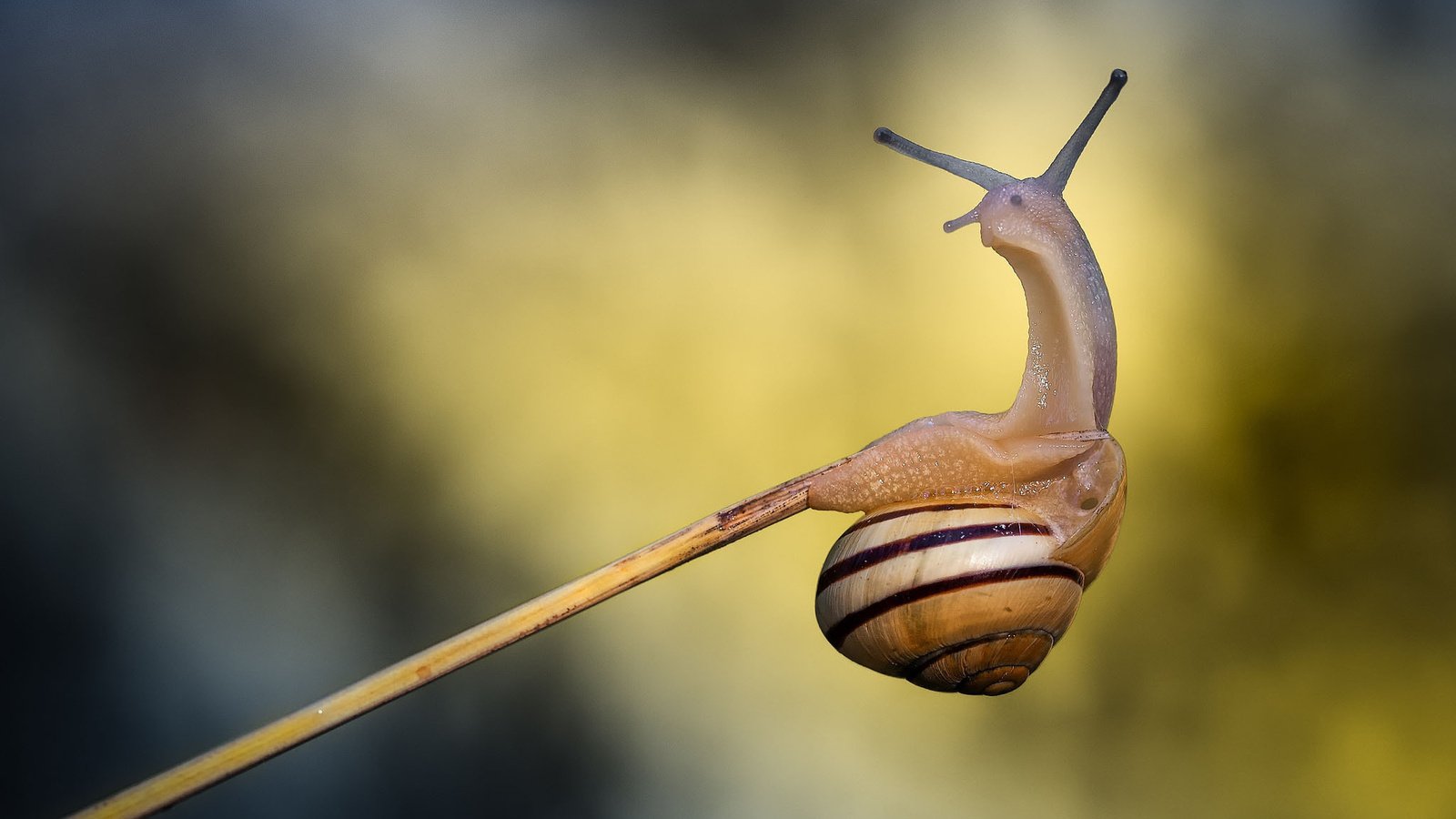 Download Animal Snail Image