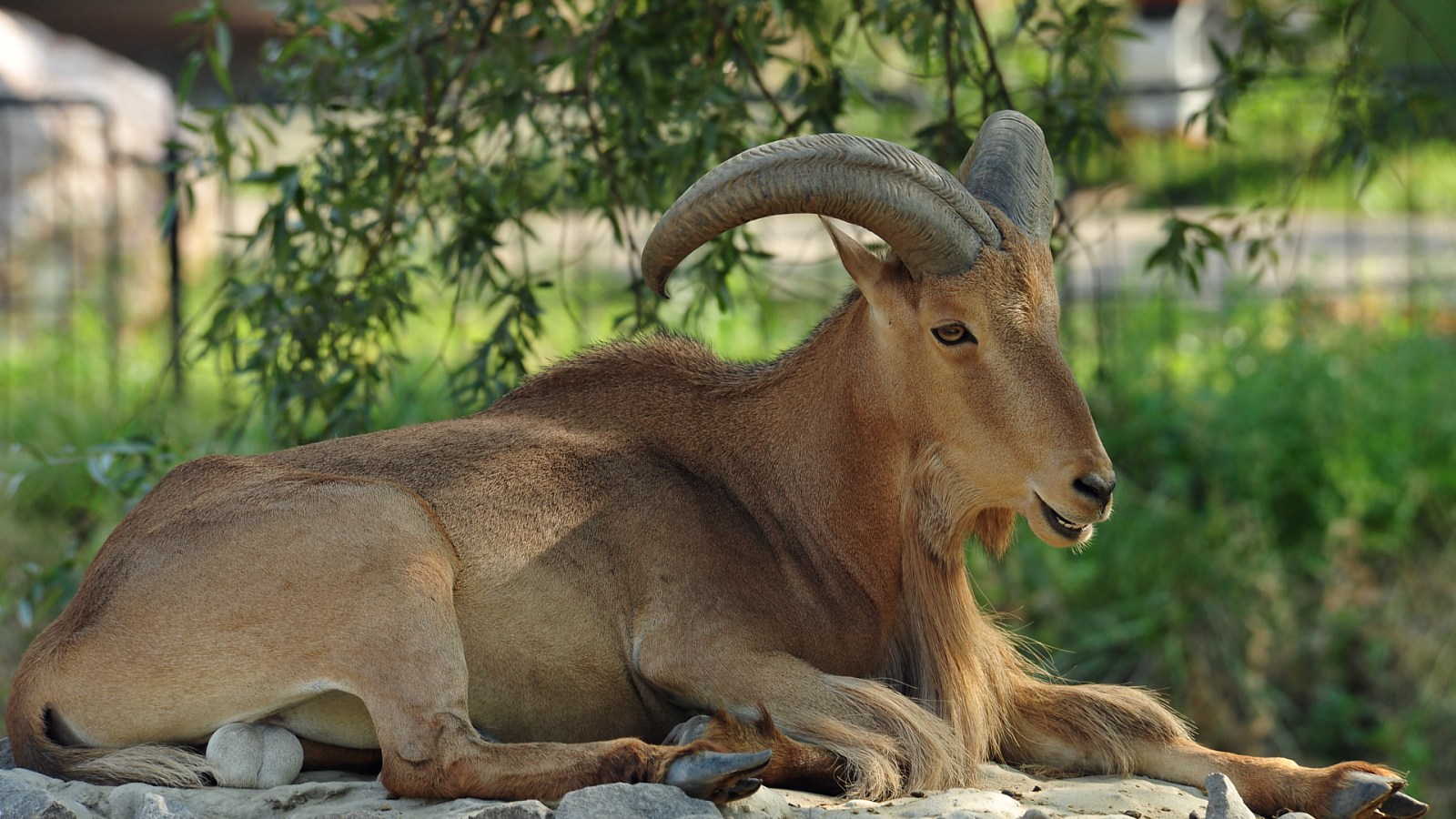 Download Animal Goat Image