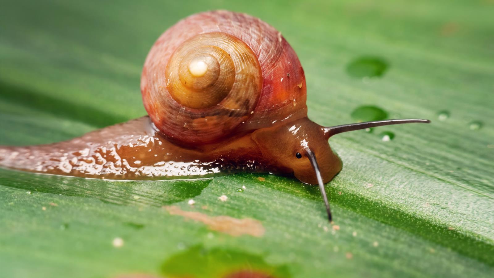 Download Animal Snail Image