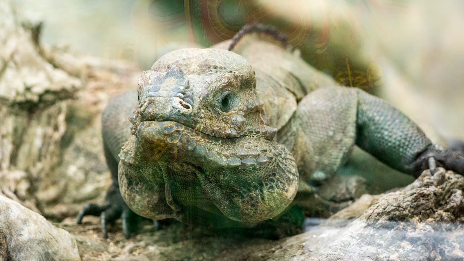 Download Animal Lizard Image