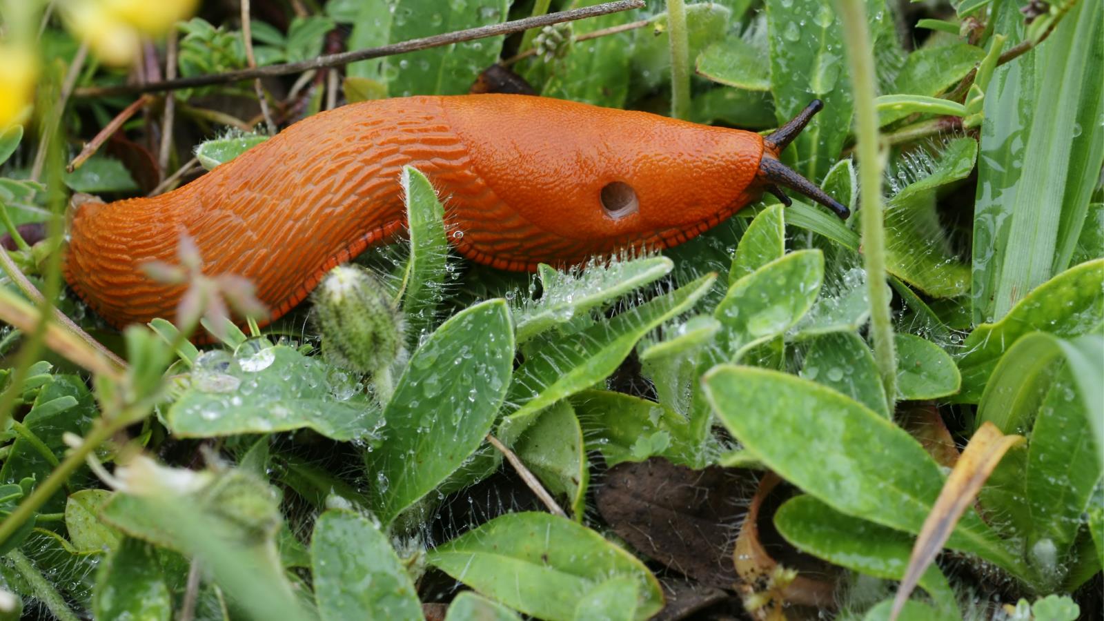 Snail Picture - Image Abyss