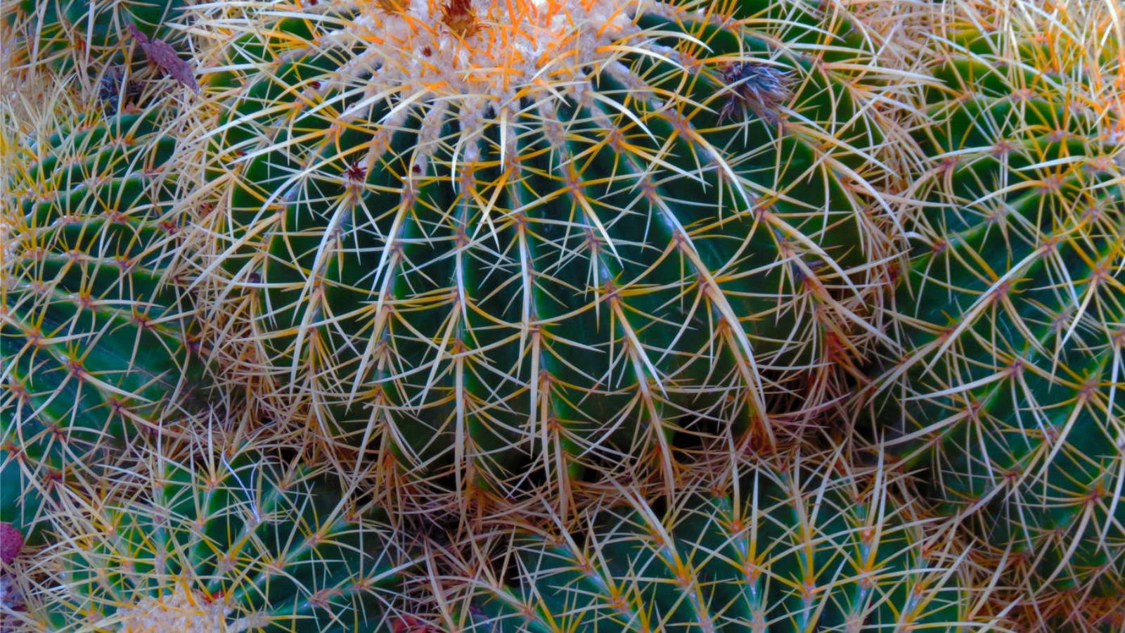 Download Nature Cactus Image