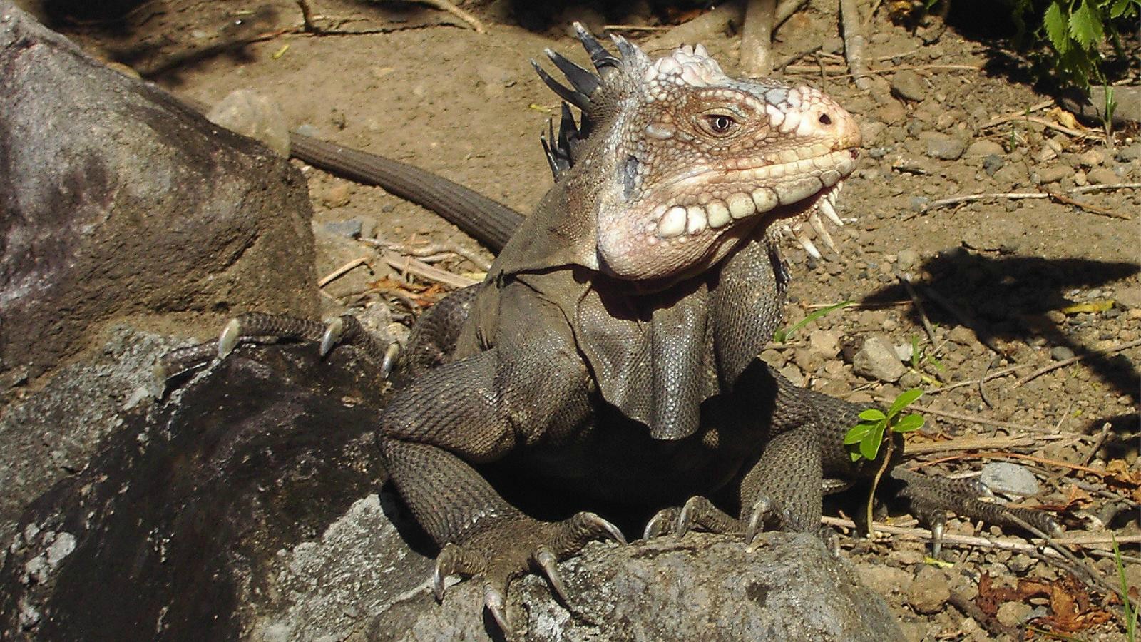 Download Animal Iguana Image