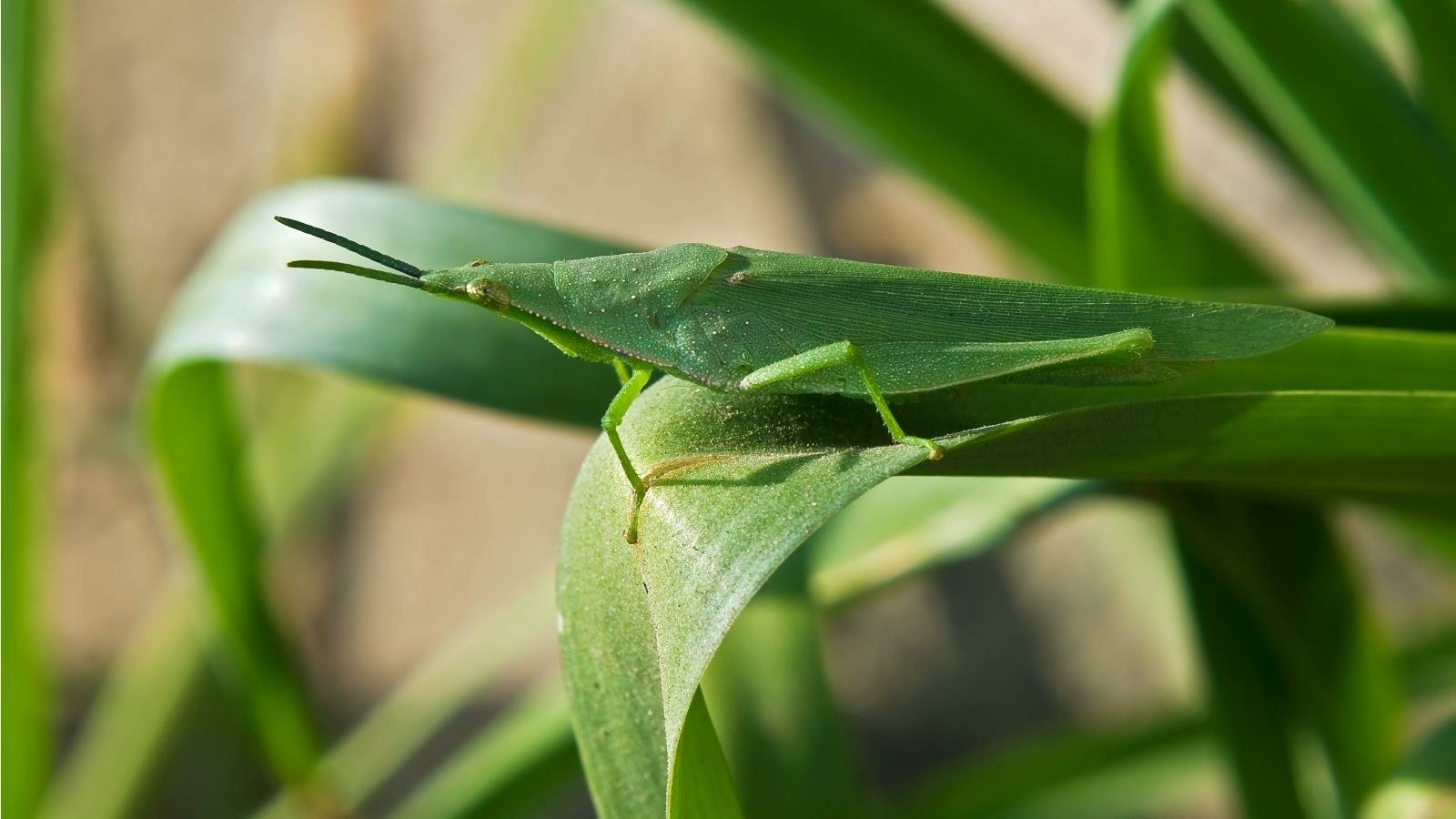 Download Animal Insect Image