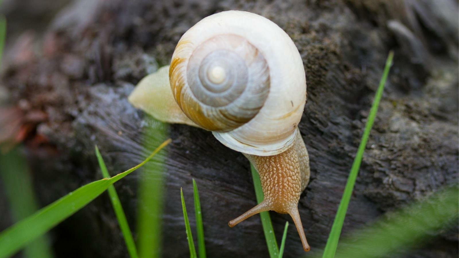 Download Animal Snail Image