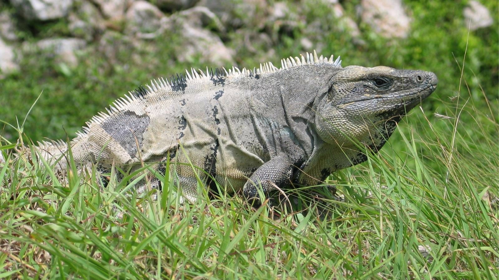 Black Spiny Tailed Iguana - Desktop Wallpapers, Phone Wallpaper, PFP ...